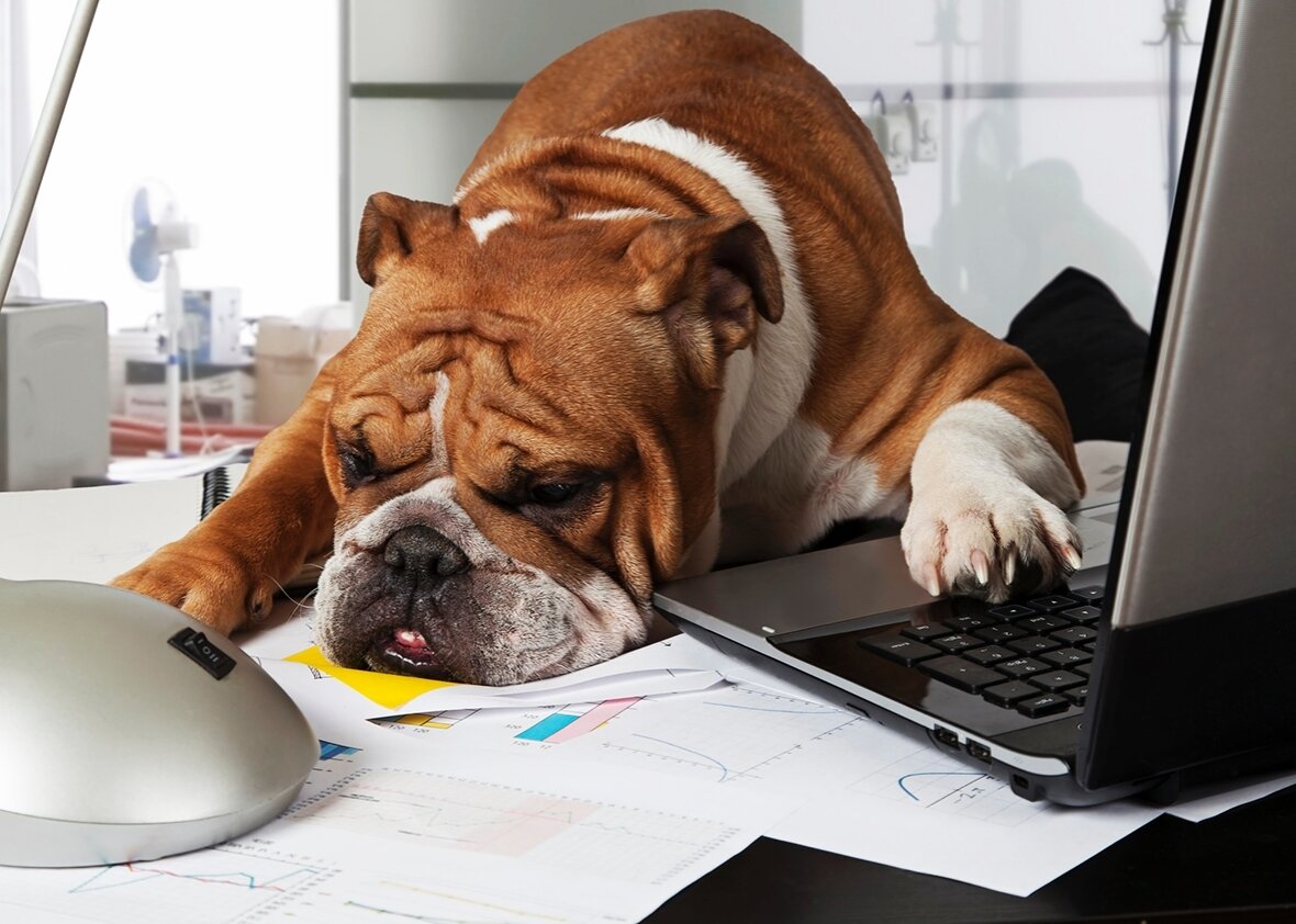 Boosting Office Productivity with Pets! - Abox Storage Wall Solutions